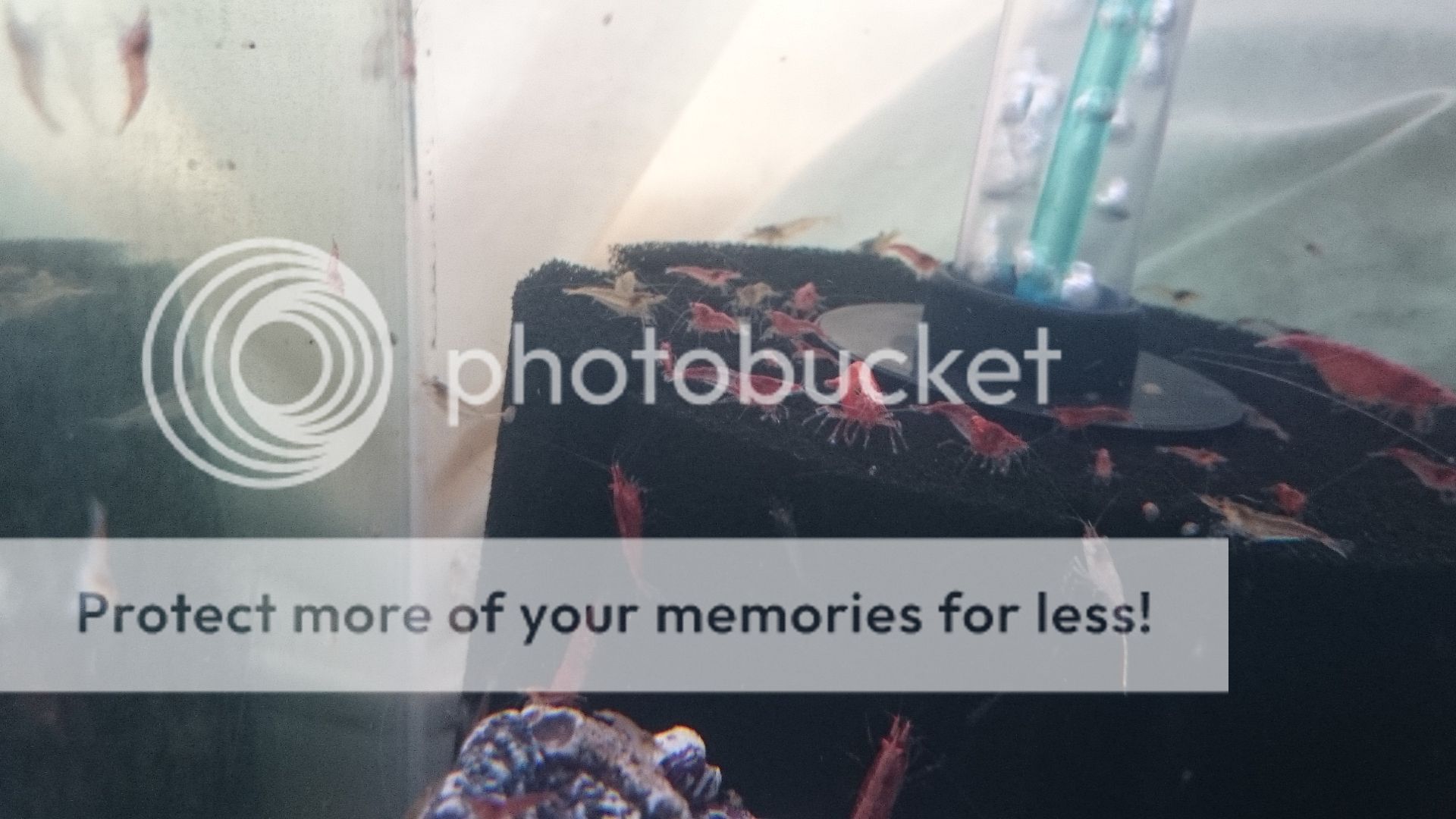 the importance of a cull tank - General Questions/Discussions - Shrimp ...