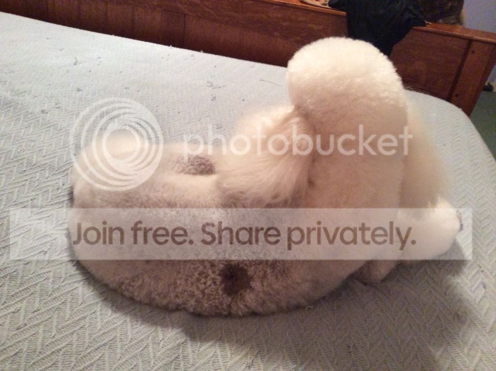 Standard poodle sebaceous cyst | Poodle Forum