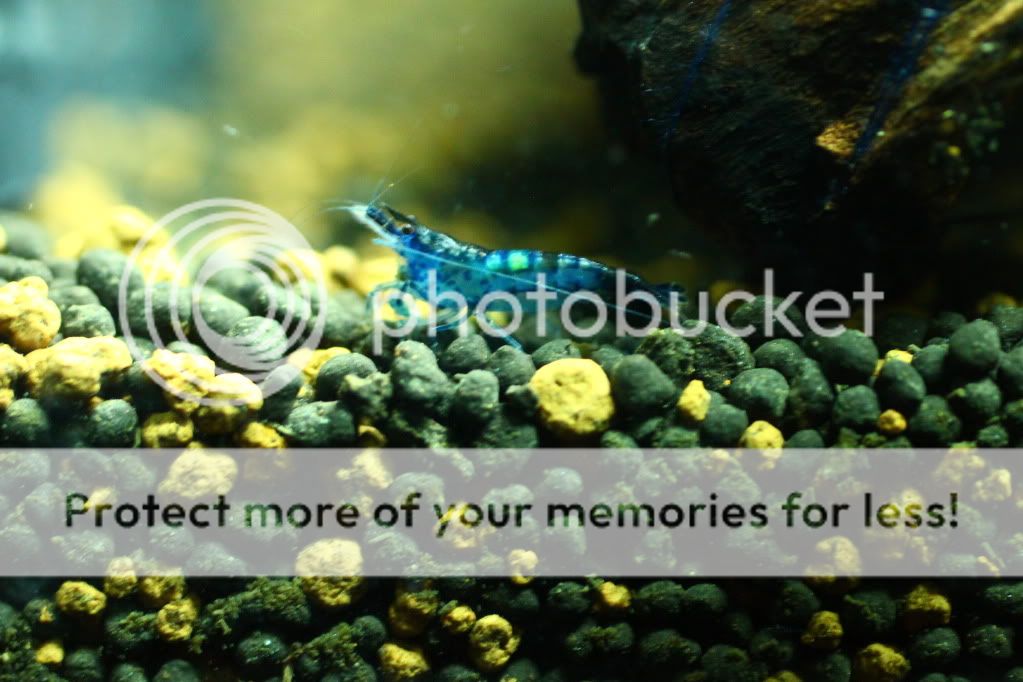 Blue Dream Rili=Carbon Rili? | The Planted Tank Forum