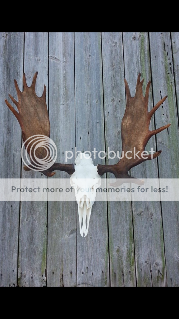 My 2013 Newfoundland Moose European Mount | The HuntingPA.com Outdoor ...
