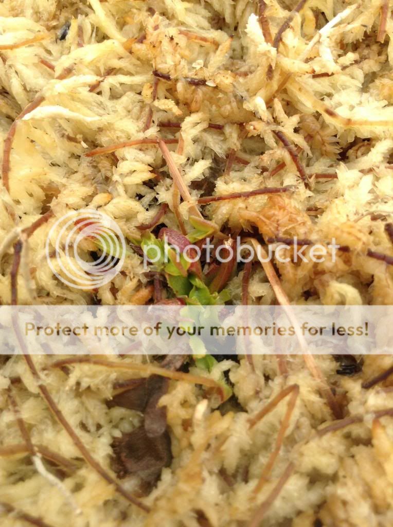 My CP Collection *Pic Heavy* - FlyTrapCare Forums