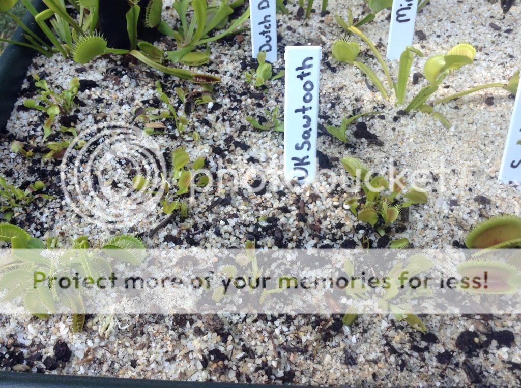 My VFT/NEP/Sundew collection - FlyTrapCare Forums