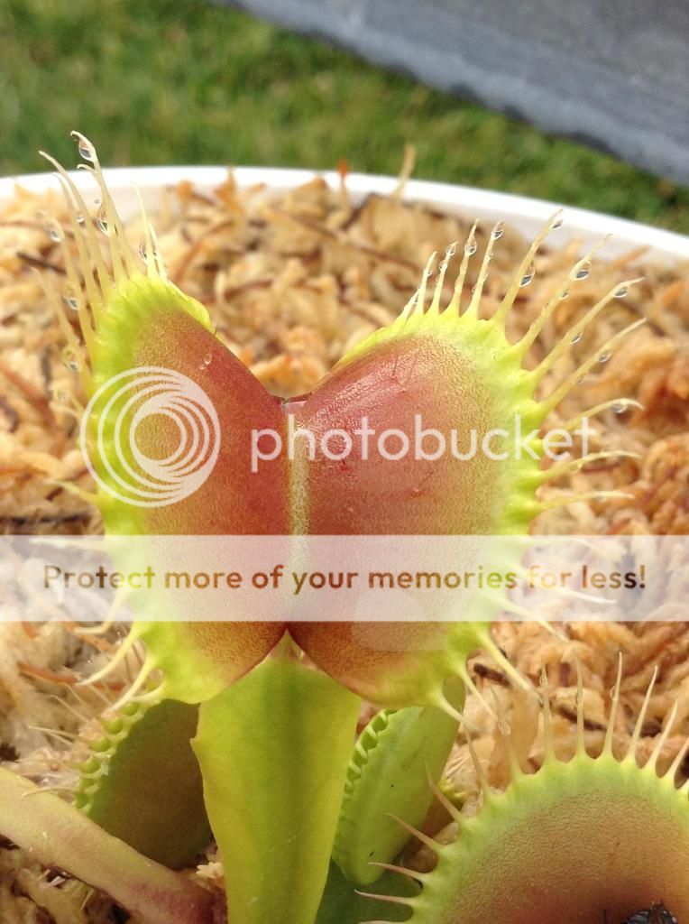 My CP Collection *Pic Heavy* - FlyTrapCare Forums