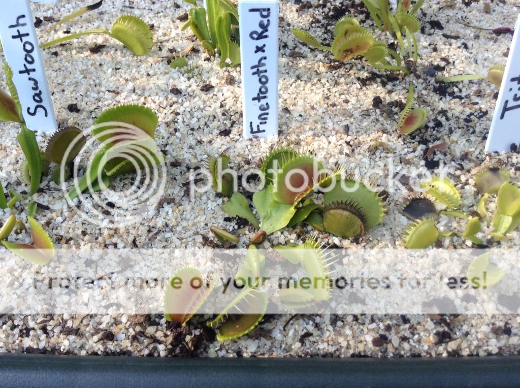My VFT/NEP/Sundew collection - FlyTrapCare Forums