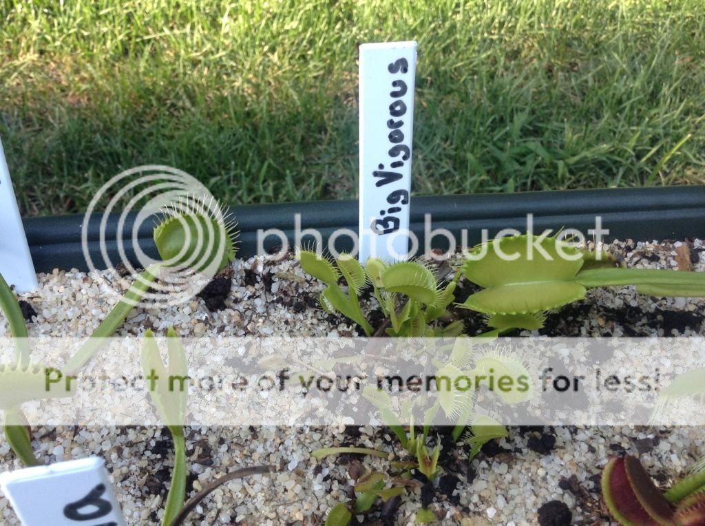 My VFT/NEP/Sundew collection - FlyTrapCare Forums