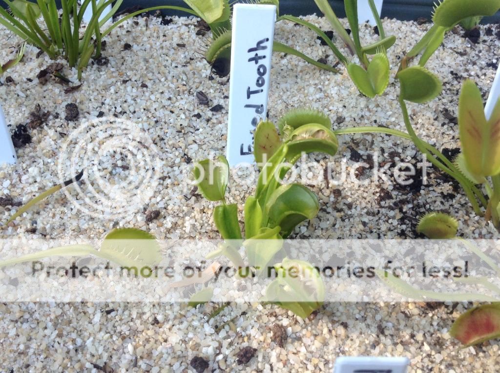 My VFT/NEP/Sundew collection - FlyTrapCare Forums