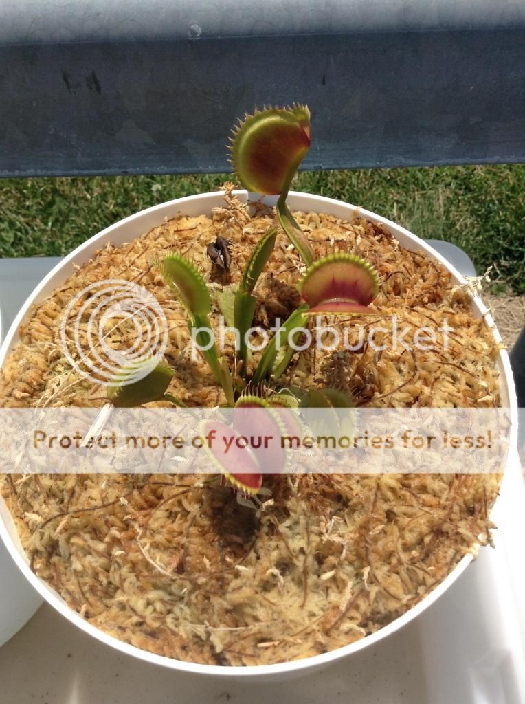 My CP Collection *Pic Heavy* - FlyTrapCare Forums