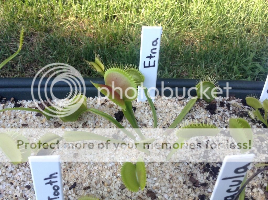 My VFT/NEP/Sundew collection - FlyTrapCare Forums