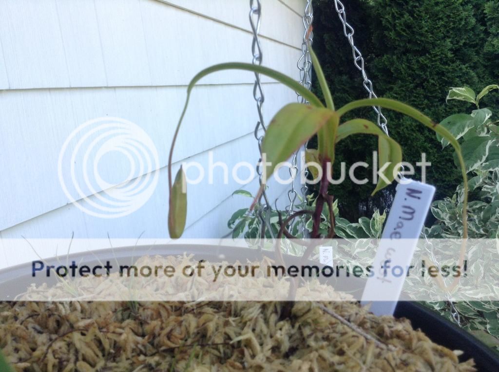 My VFT/NEP/Sundew collection - FlyTrapCare Forums