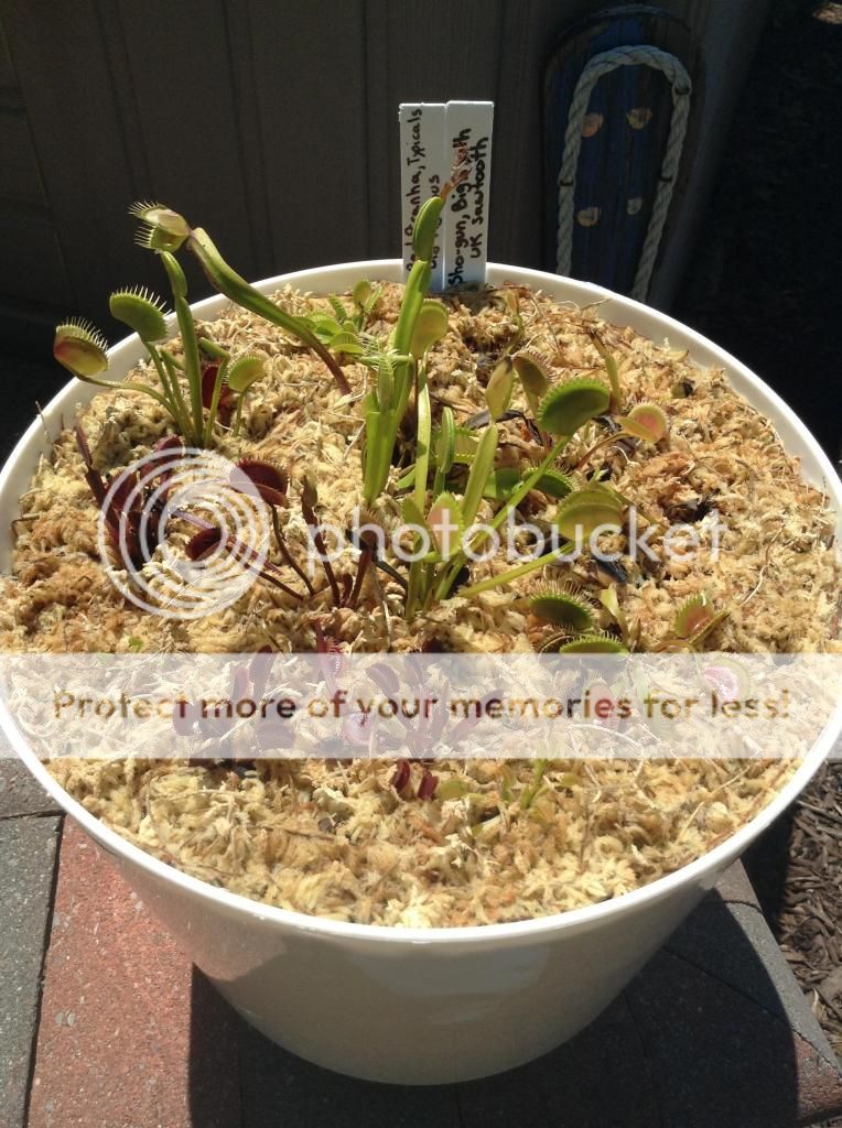 My CP Collection *Pic Heavy* - FlyTrapCare Forums