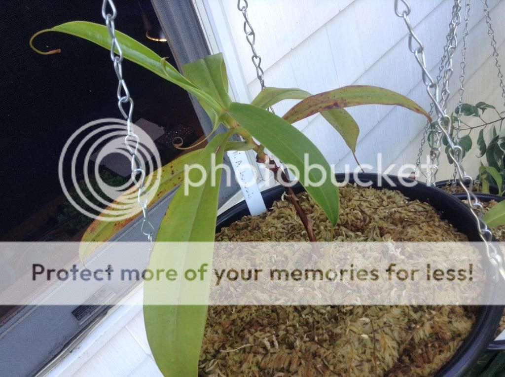 My VFT/NEP/Sundew collection - FlyTrapCare Forums