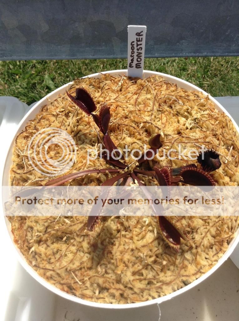 My CP Collection *Pic Heavy* - FlyTrapCare Forums