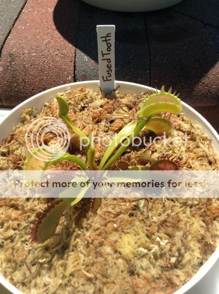 My CP Collection *Pic Heavy* - FlyTrapCare Forums