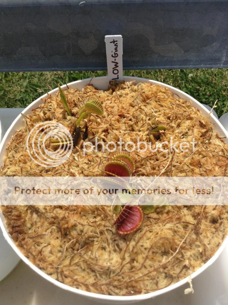 My CP Collection *Pic Heavy* - FlyTrapCare Forums