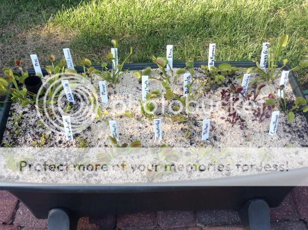 My VFT/NEP/Sundew collection - FlyTrapCare Forums