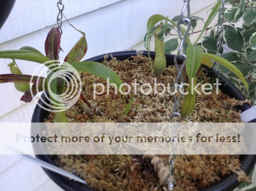 My VFT/NEP/Sundew collection - FlyTrapCare Forums