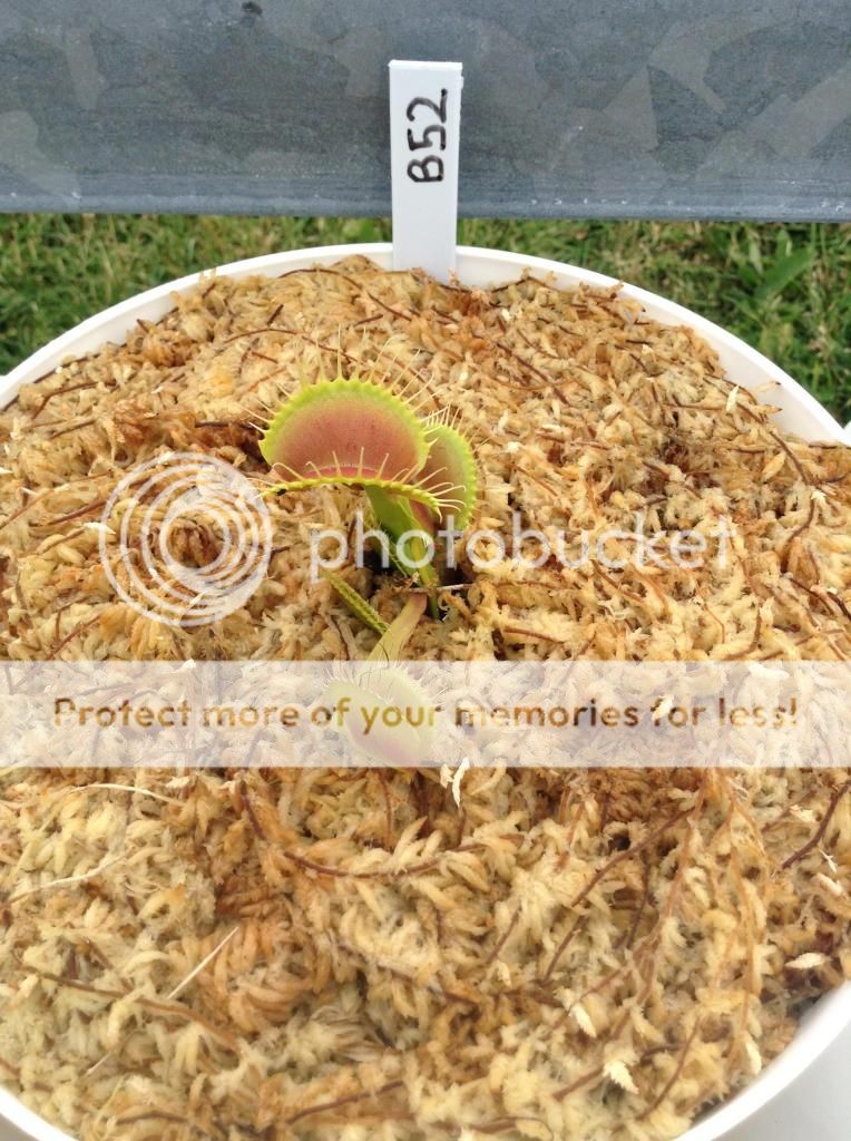 My CP Collection *Pic Heavy* - FlyTrapCare Forums