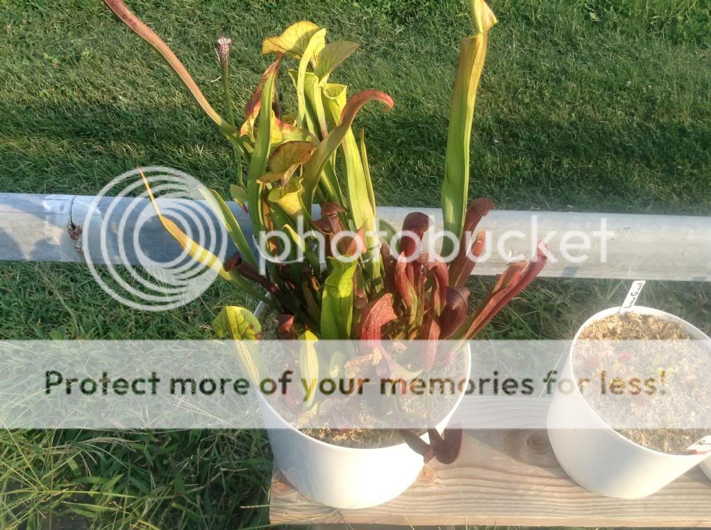 My VFT/NEP/Sundew collection - FlyTrapCare Forums