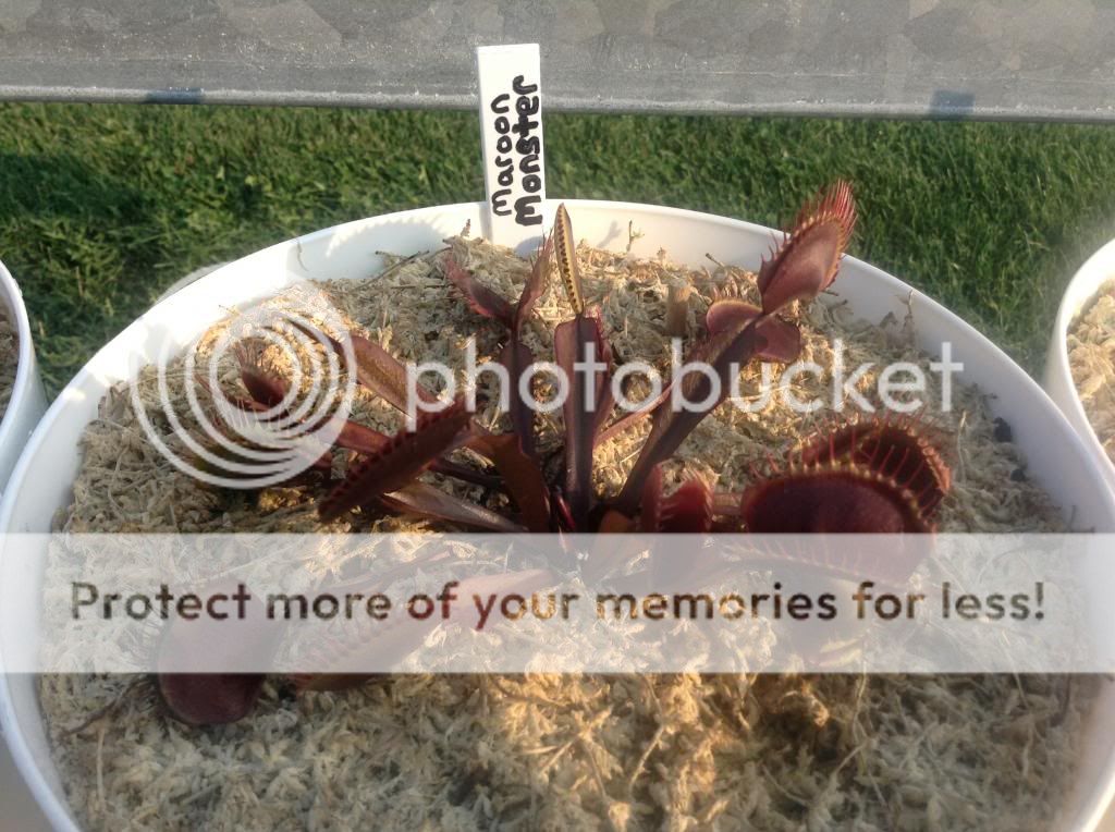 My VFT/NEP/Sundew collection - FlyTrapCare Forums