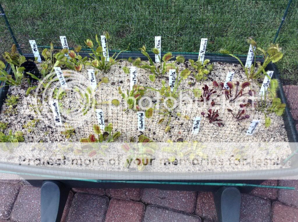 My VFT/NEP/Sundew collection - FlyTrapCare Forums